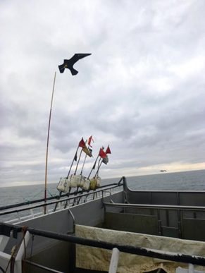 Bird-Scaring Lines - Clean Catch UK