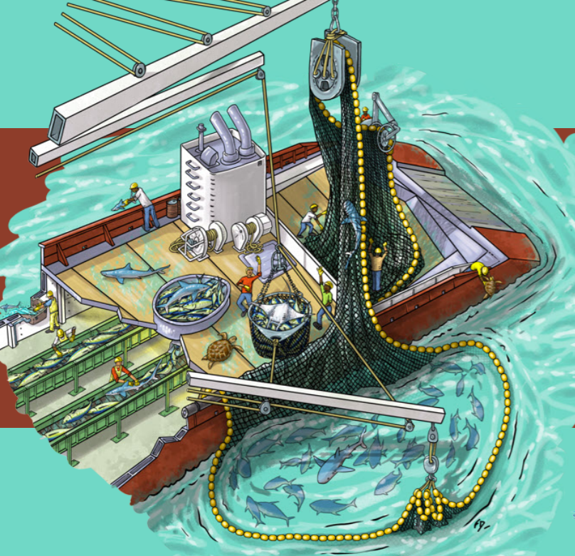 Safe Handling of Bycatch - Clean Catch UK